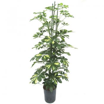 schefflera arboricola gold-capella hydrokultur - Hydroshop24