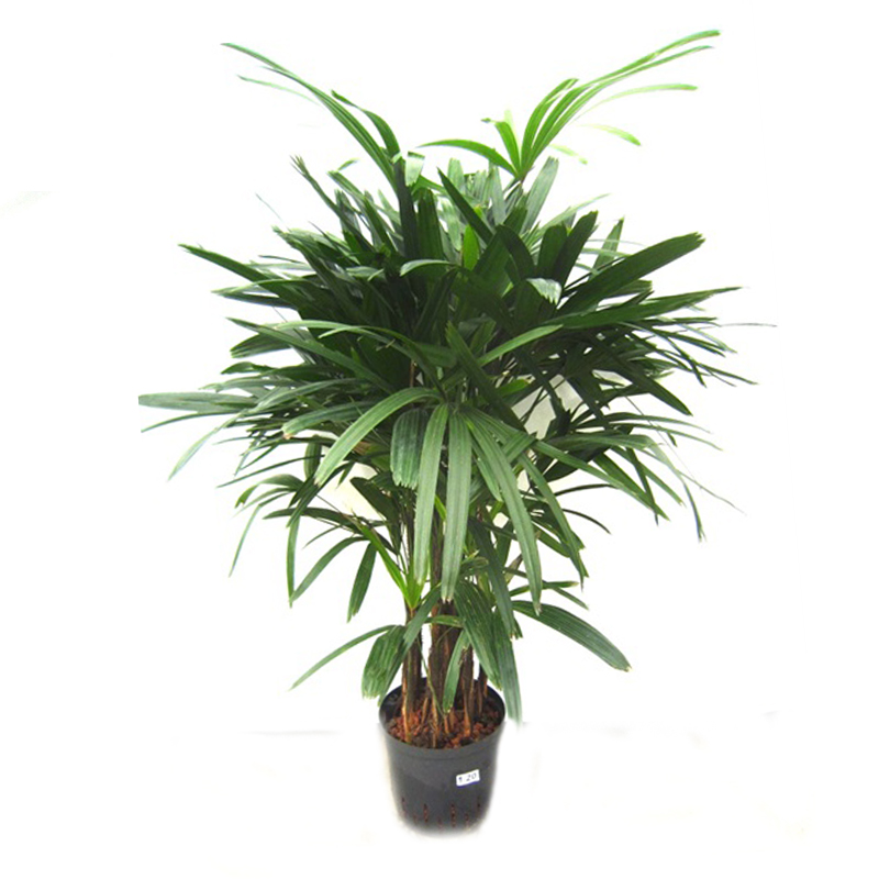 Rhapis exelsa (Hydrokultur) - Hydroshop24