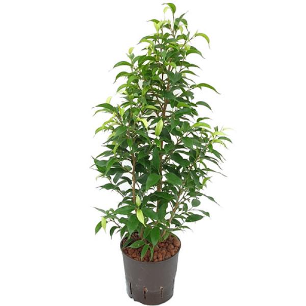 Ficus benjamina "natascha" | kleinblättrige Birkenfeige - Hydroshop24